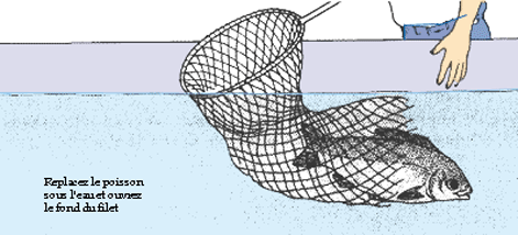MANUTENTION DE POISSONS VIVANTS À LA FERME