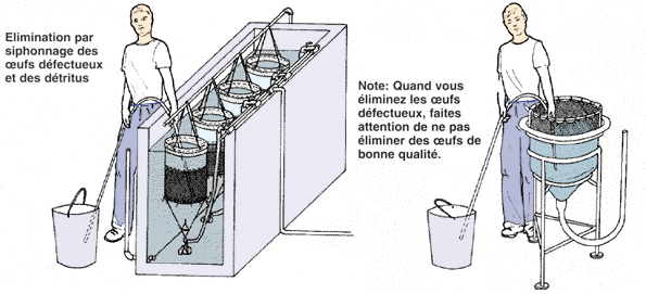 9. REPRODUCTION DES POISSONS