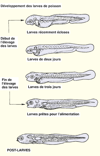 9. REPRODUCTION DES POISSONS