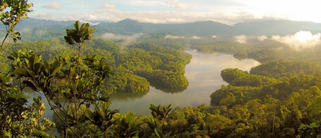 New Collaborative Partnership on Forests publication illustrates path ...