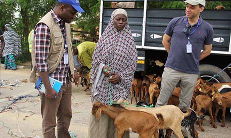 Emergency goat distribution targets women and most vulnerable in ...