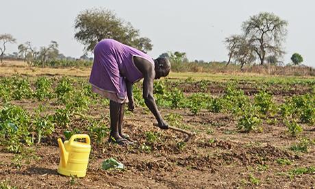 Gender and plant production and protection