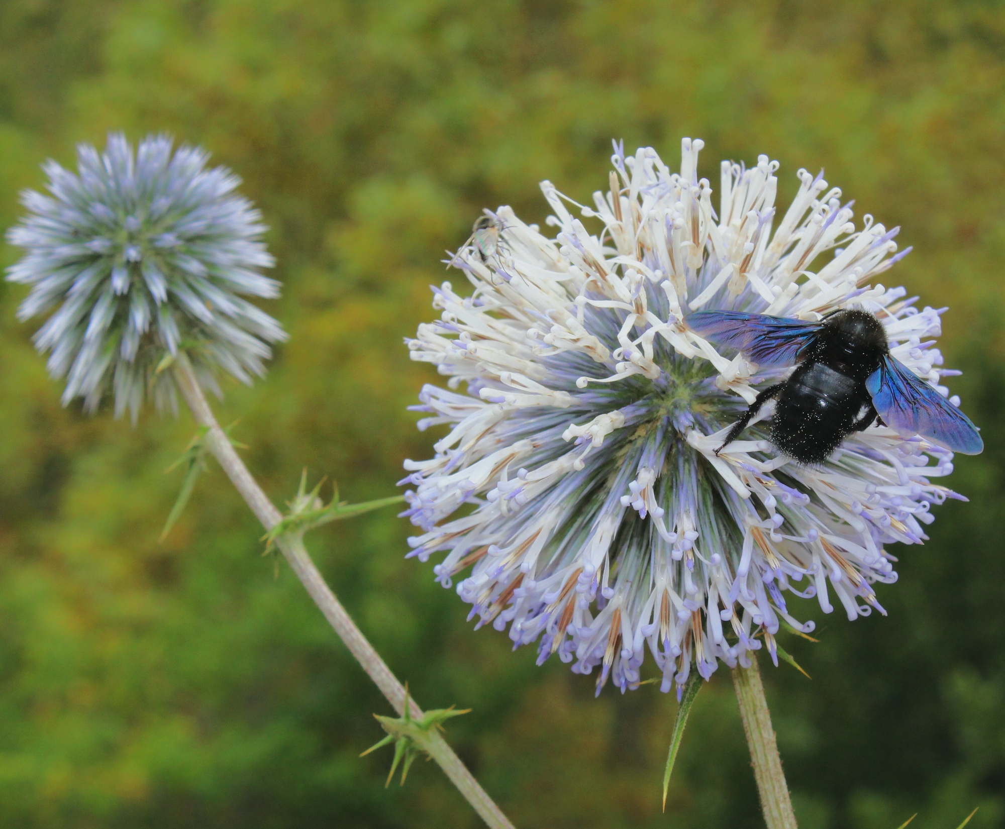 22 May | World Bee Day celebration from New York