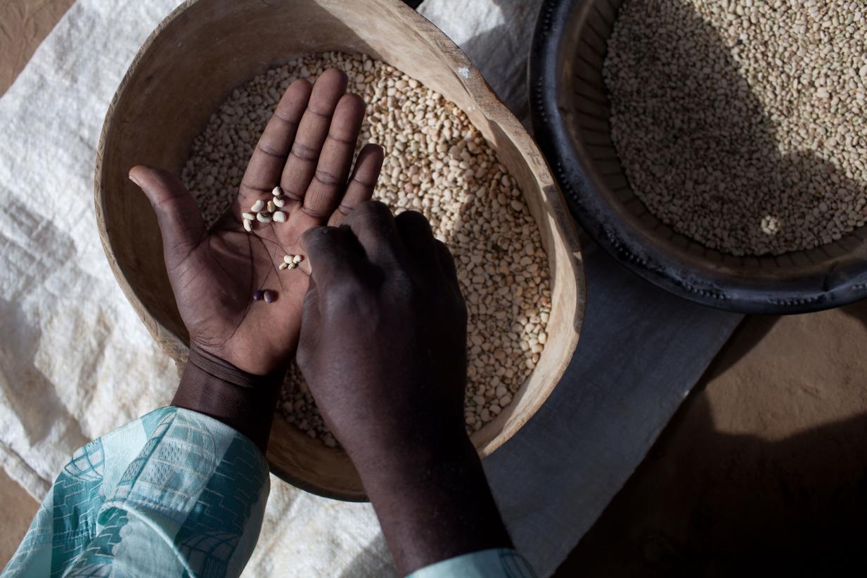 Mali’s food stocks, water and pastures under severe stress, urgent ...