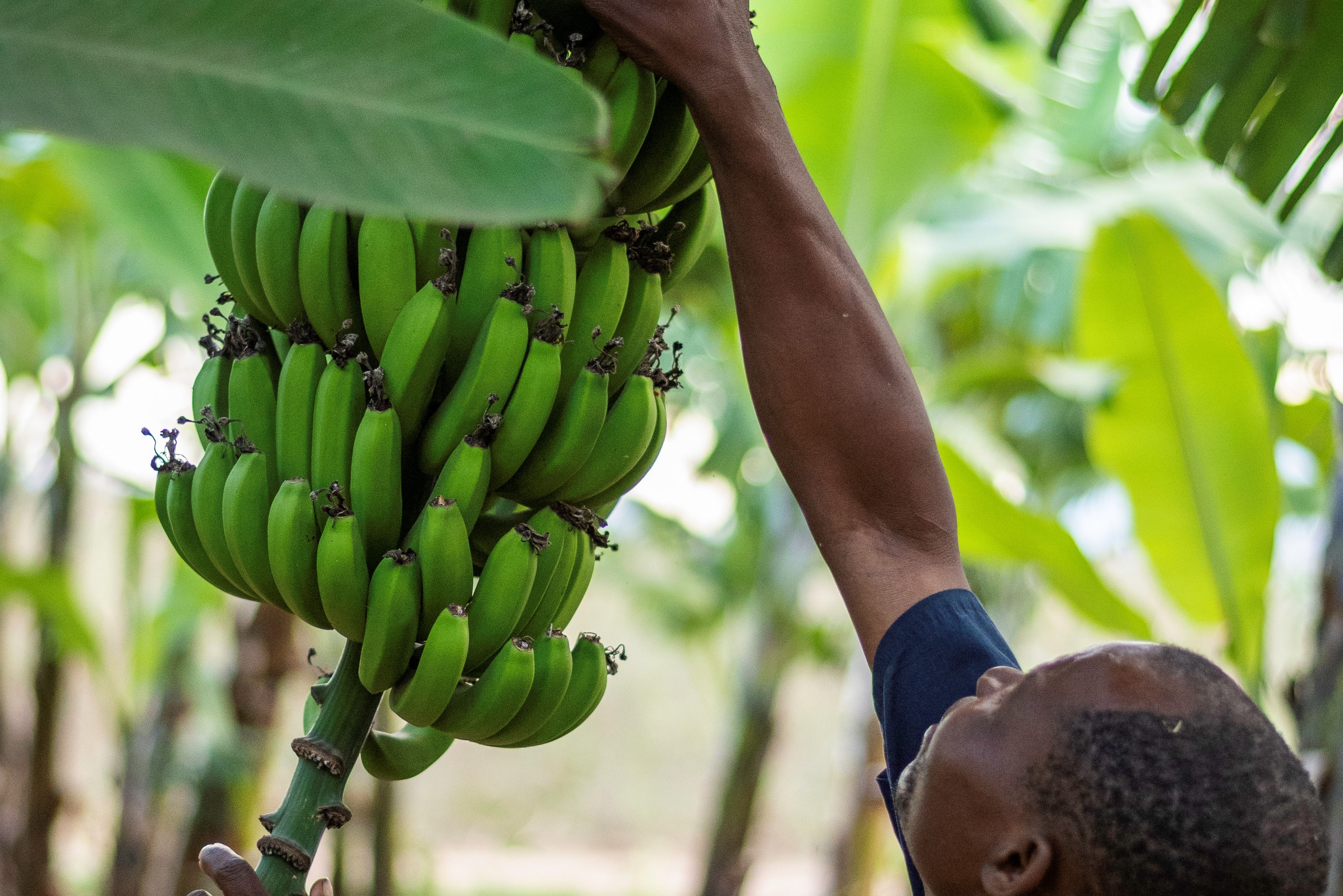 Project Countries | One Country One Priority Product (OCOP) | Food and ...