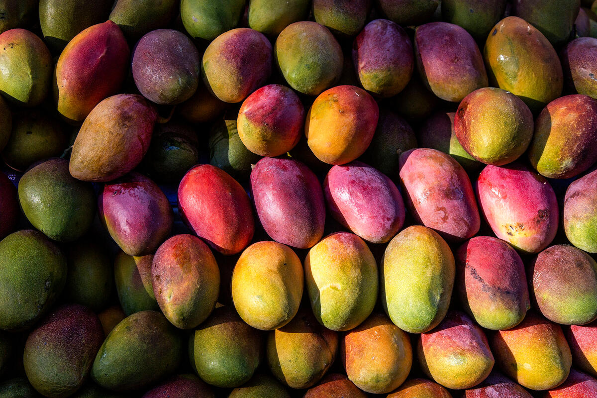 Project Countries | One Country One Priority Product (OCOP) | Food and ...