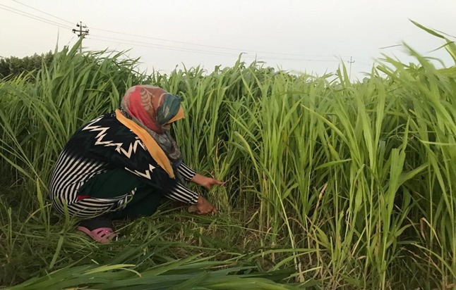 Unlocking Agricultural Potential: Resilient Fodder production in ...