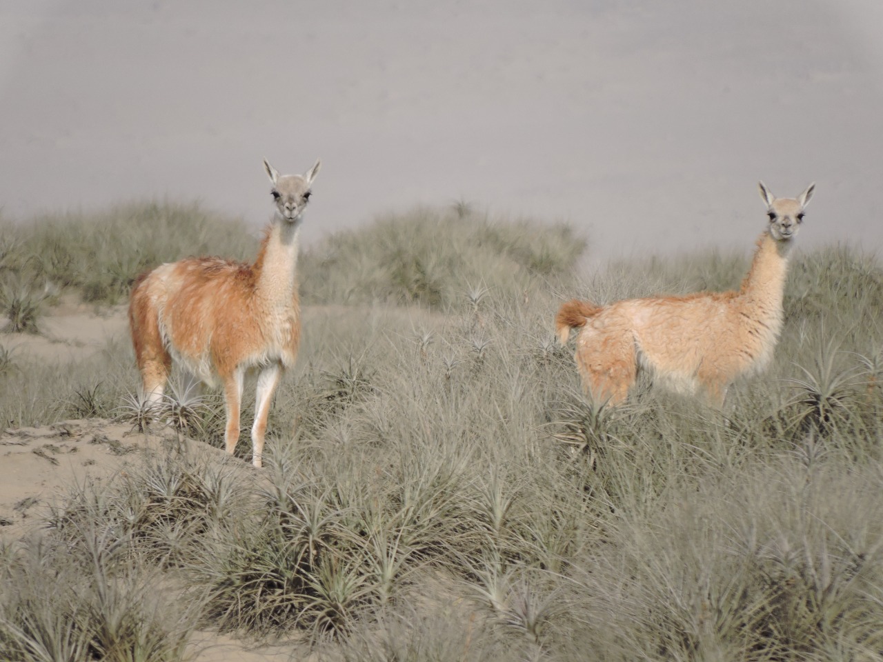 National Guanaco Festival