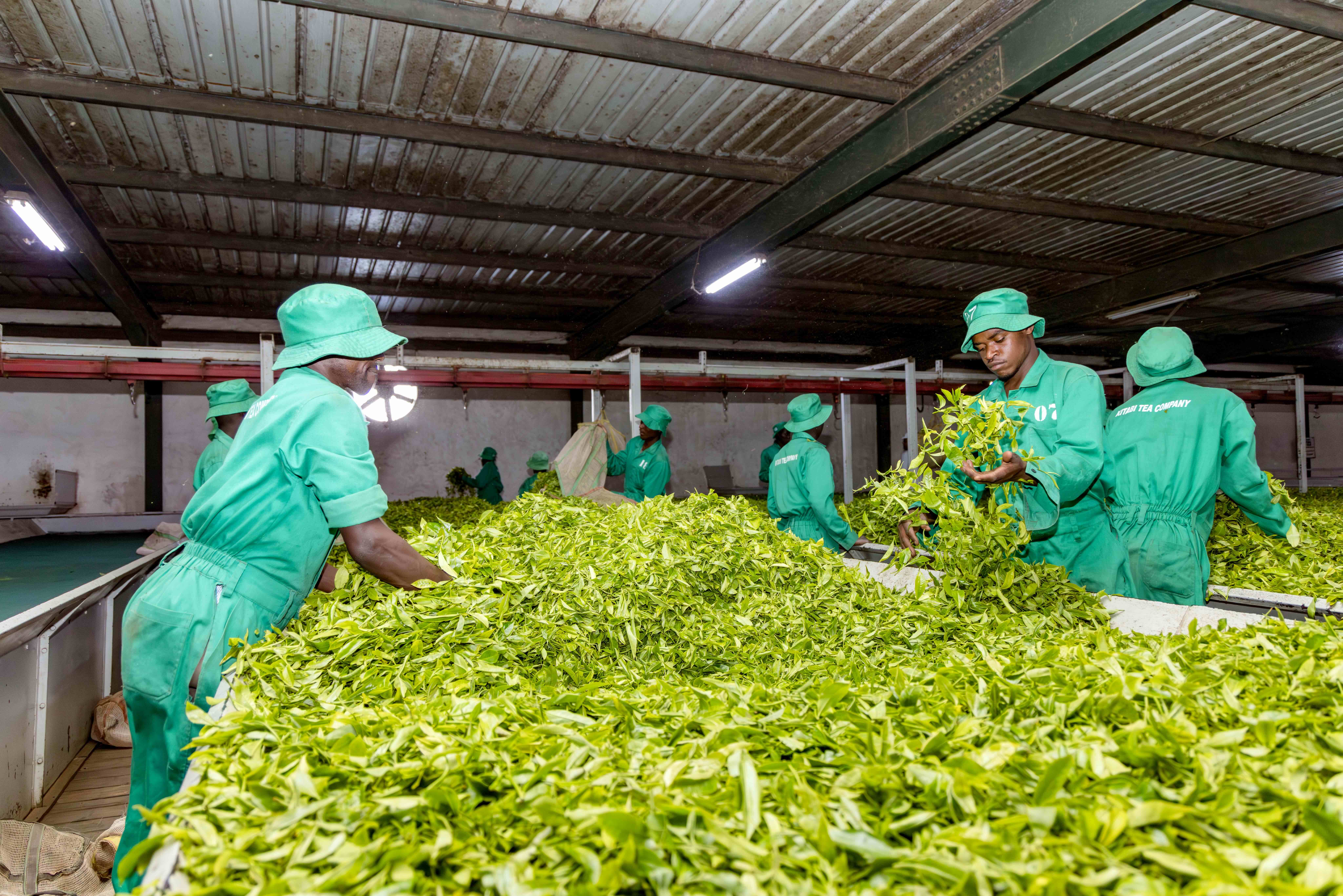 MAFAP team visits Rwanda’s tea heartlands to inform new sector strategy