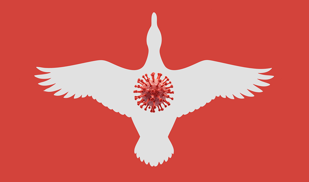 Avian influenza | FAO