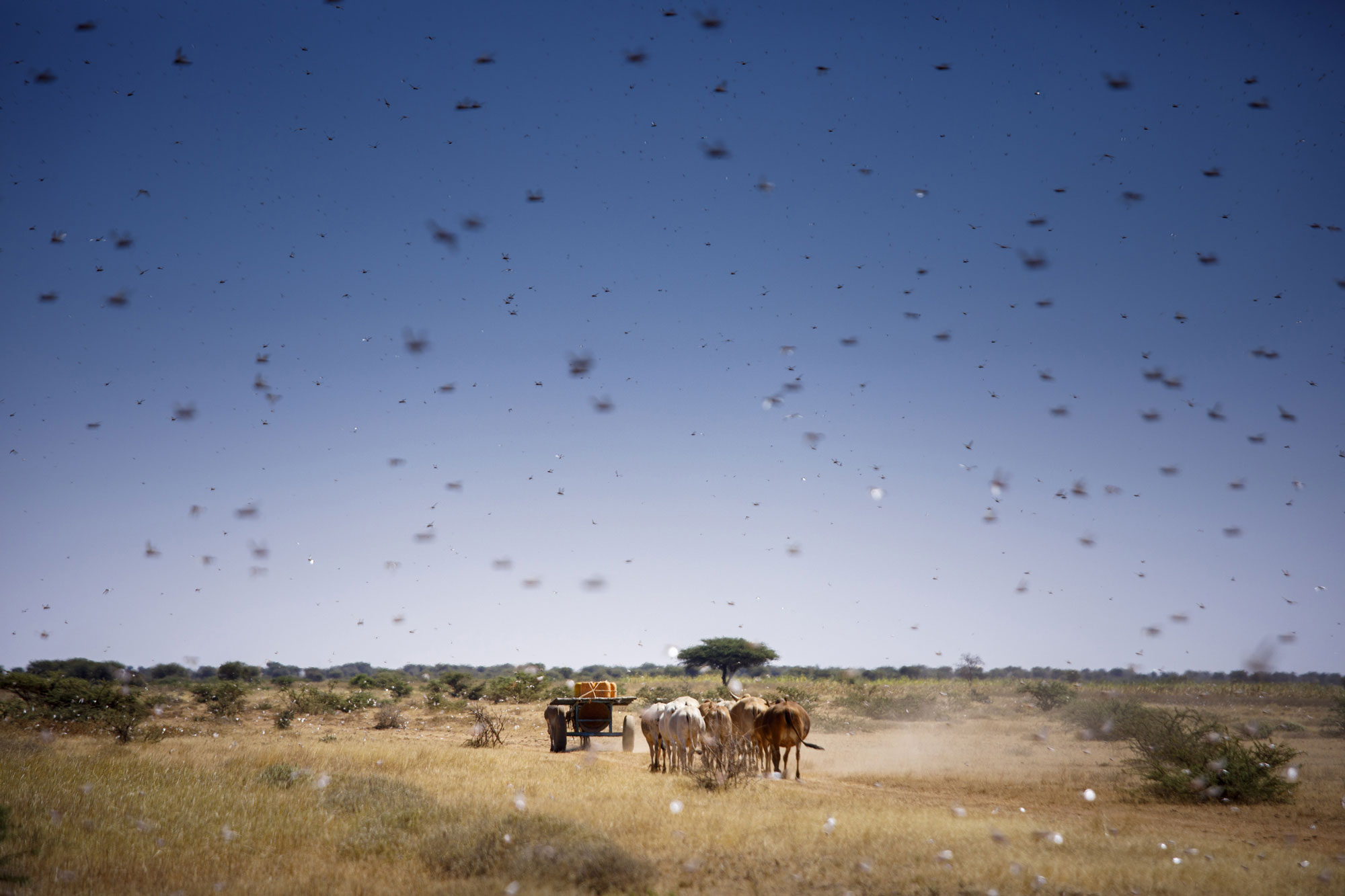 Turning risk into response: A smarter way to act before crisis | FAO