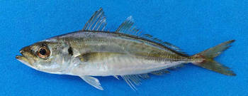 Our taxonomist talks fish from aboard the Nansen | EAF-Nansen Programme ...