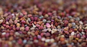 Proyecto “Semillas Andinas” organiza 1er. encuentro Trinacional de ...