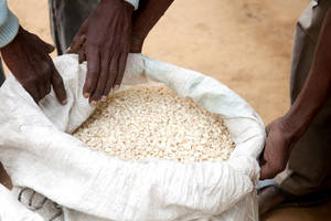 | New initiative enables Somali farmers to produce food assistanceECO-opia