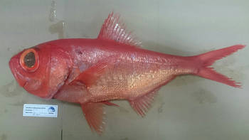 Jan-Feb 2015, southeast Atlantic deep-seas | EAF-Nansen Programme ...