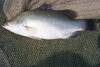 FAO: Barramundi home