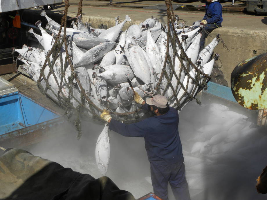 Illegal, Unreported and Unregulated (IUU) fishing | Food and ...