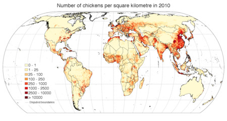 Chickens | Livestock Systems | Food and Agriculture Organization of the ...