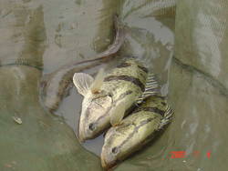 FAO: Mandarin fish home