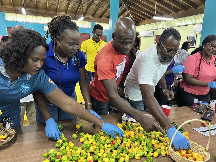Why quality seeds are foundational to the production of the island’s ...