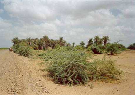 Plant Production and Protection Division: Prosopis spp. problem