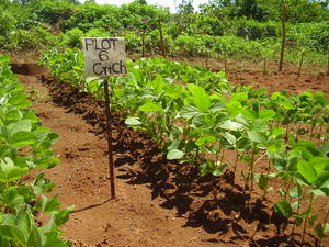 Plant Production and Protection Division: Soil science and agriculture