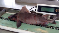 Day 6 onboard: Scientists find milk sharks and an angular rough shark ...