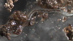 Plant Production and Protection Division: Mesobiota