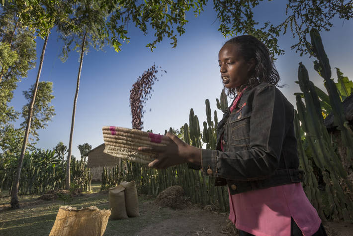 FAO - News Article: Initiative with Ethiopia aims to boost ...