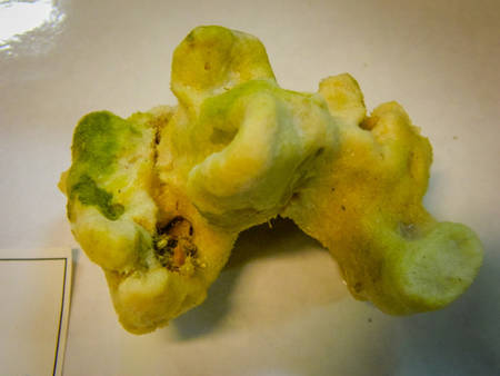 Wrapping up the journey – last day of benthic sampling | EAF-Nansen ...