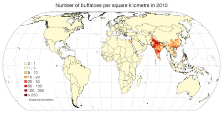 Buffaloes | Livestock Systems | Food and Agriculture Organization of ...