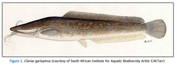 FAO: North African catfish home