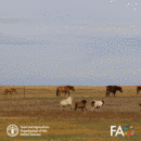 News | FAO in Mongolia | Food and Agriculture Organization of the ...