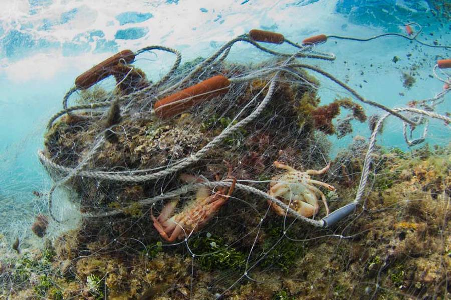 Improving ocean health through the elimination of ghost gear | Blue ...