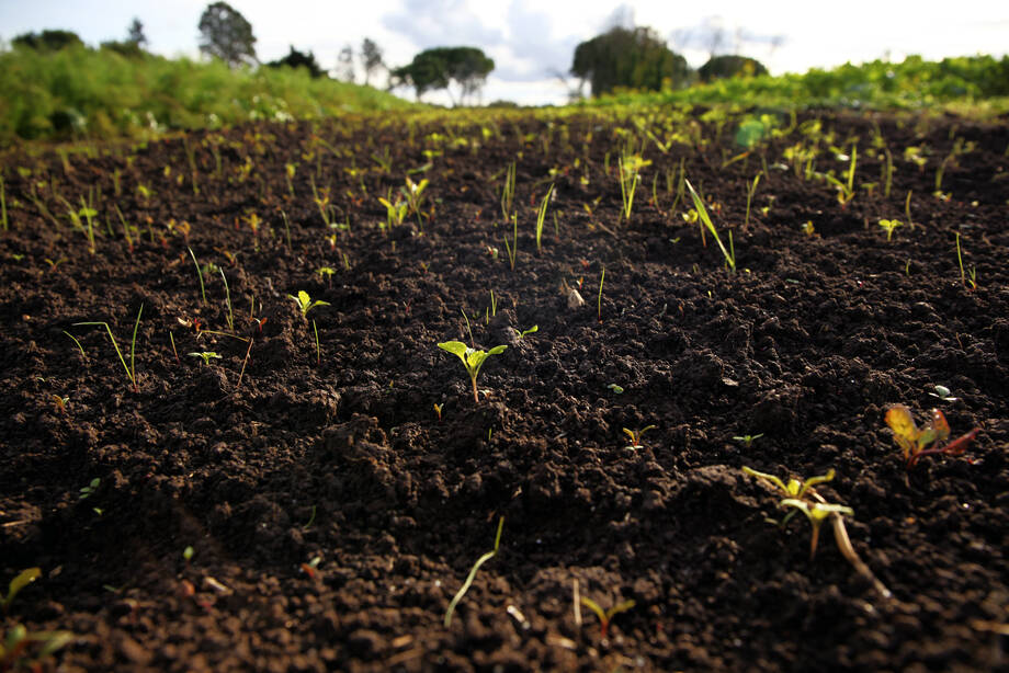 Home | Agroecology Knowledge Hub | Food and Agriculture Organization of ...