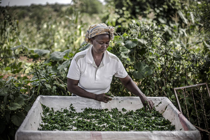 FAO and Rabobank's new partnership focuses on helping make food systems ...