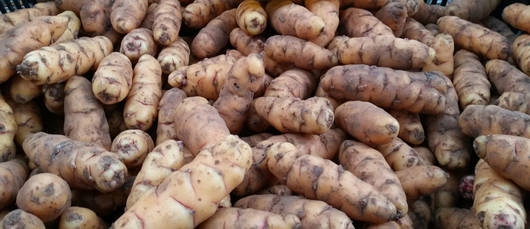 Oca Tuber