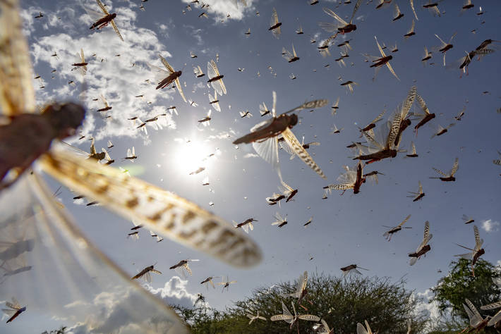 Locust control campaign covers millions of hectares, but voracious pest ...