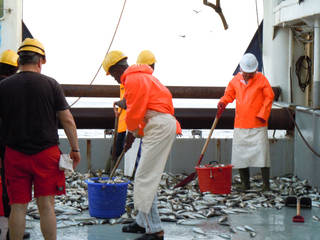 Pelagic trawls: what happens? | EAF-Nansen Programme | Food and ...