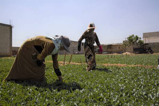 FAO in Syria | Food and Agriculture Organization of the United Nations