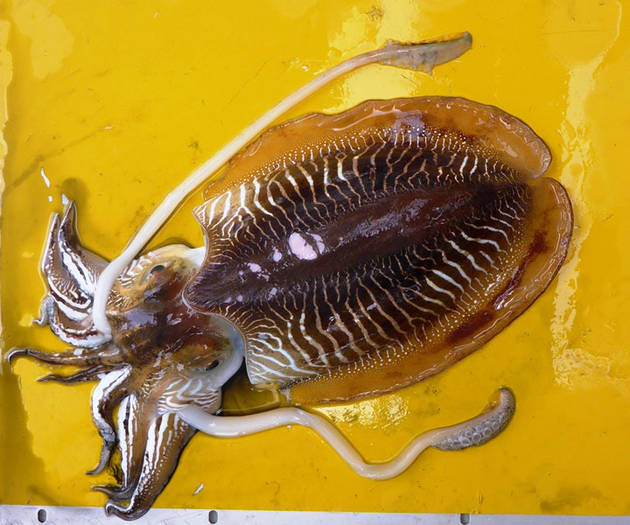 Signing off from the Nansen for now, but the voyage continues! | EAF ...