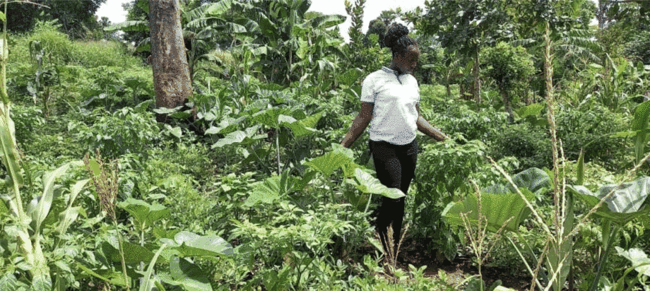 Safeguarding crop heritage: Why knowledge sharing matters for ...