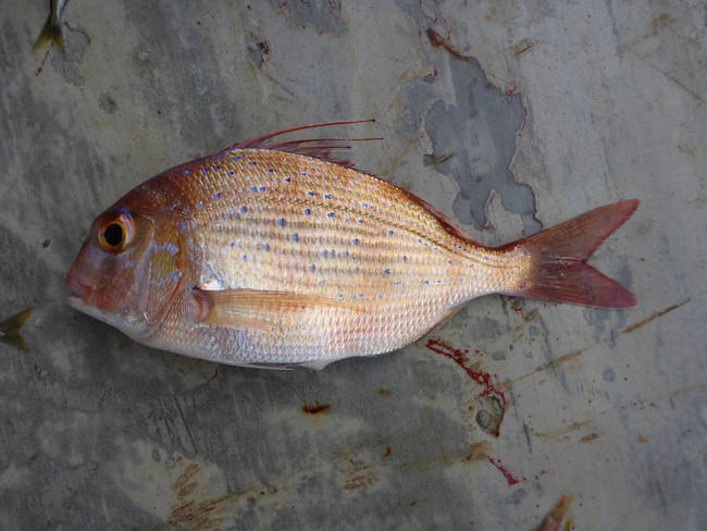 It’s not all about the waves - Nansen training on dry land | EAF-Nansen ...