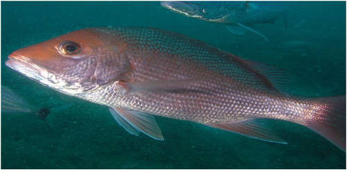 Managing Ciguatera fish poisoning requires broad partnerships | Blue ...