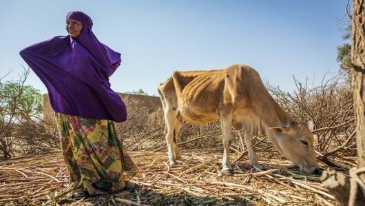 FAO in Somalia | Food and Agriculture Organization of the United Nations