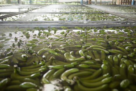 Certificación ISO14001 para bananos | Foro Mundial Bananero ...