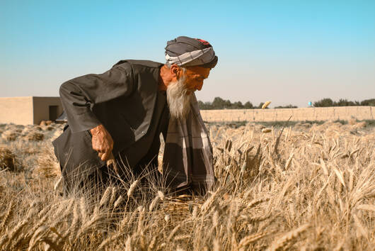FAO in Afghanistan | Food and Agriculture Organization of the United ...