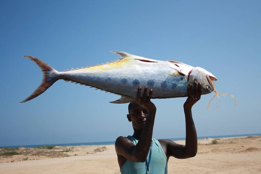Rehabilitating the fisheries sector in Somalia | Blue Growth blog ...