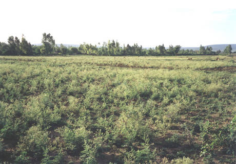 Plant Production and Protection Division: Improved weed management