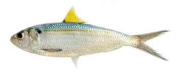 Our taxonomist talks fish from aboard the Nansen | EAF-Nansen Programme ...